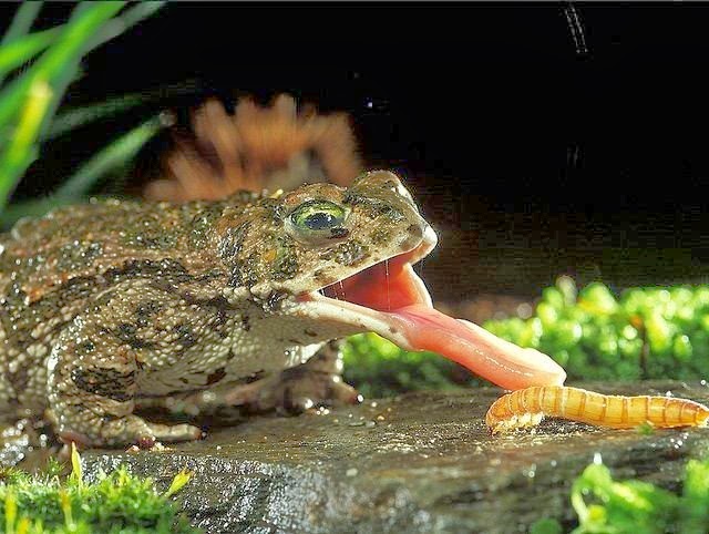 Maru Anticonceptiva: El Sapito Milagroso