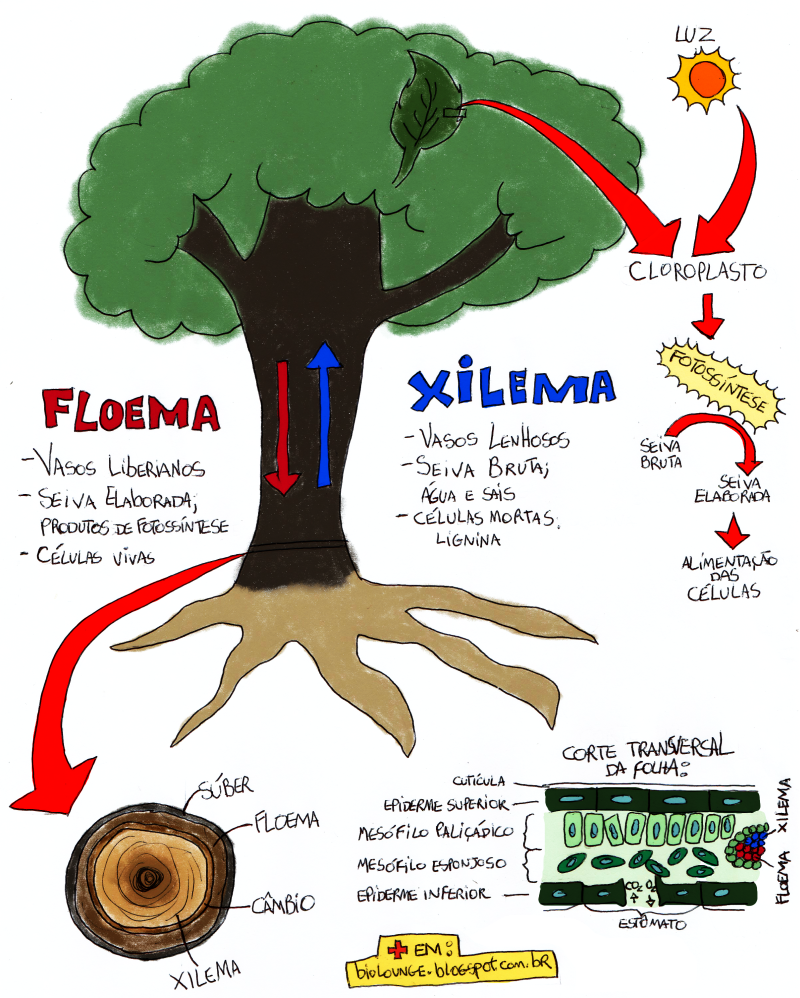 Bio Lounge: Ilustração Básica Estrutura Vegetal + Fotossíntese