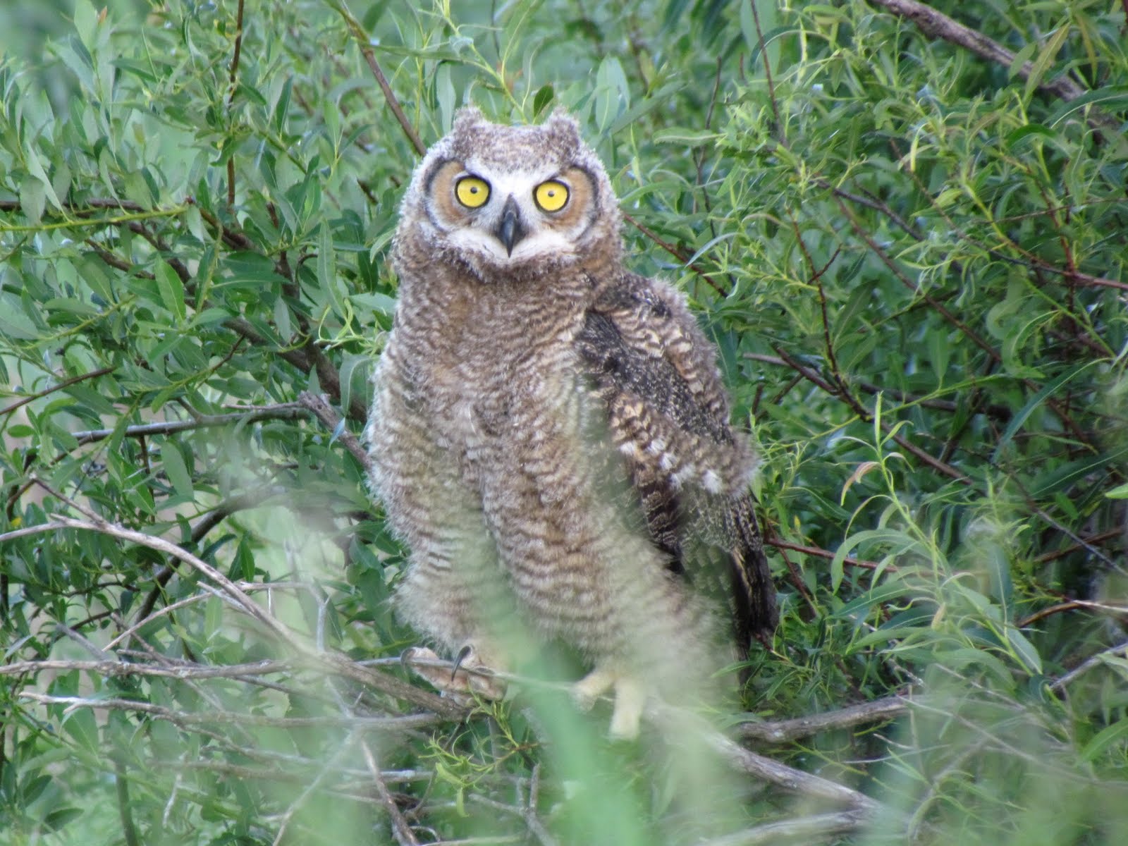Mostly Birds: Fuzzy Owl