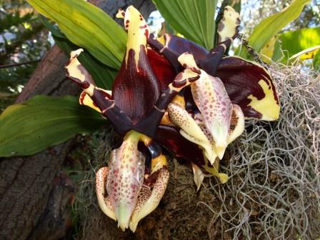 Stanhopea Culture: Stanhopea tigrina var. nigroviolacea 'Predator'
