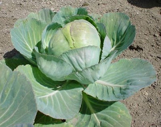 PLANTAS MORENAL: REPOLLO -- Brassica oleracea