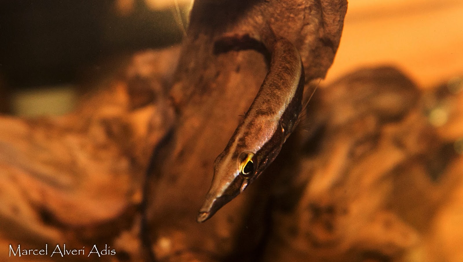 Luciocephalus pulcher (Giant Pike Head) | Freshwater Fish of Indonesia ...