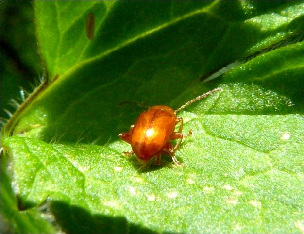 Insects of Scotland: Other Beetles