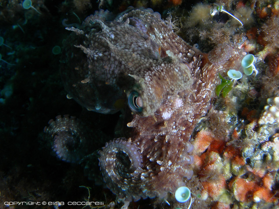 "Il mio mare...": Polpo (Octopus vulgaris)