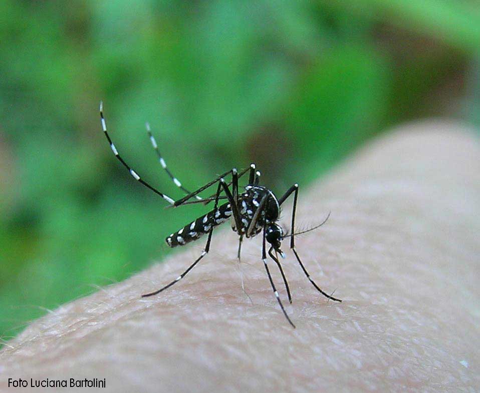 Tras la Ciencia: ¡Ahí vienen los mosquitos!