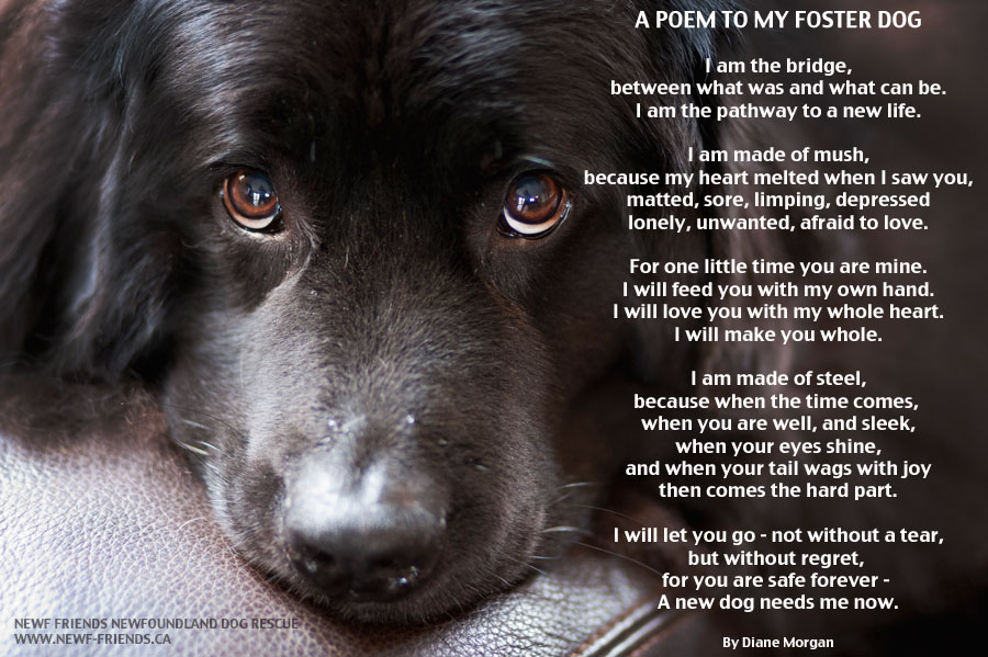 Newf Friends: A poem to my foster dog