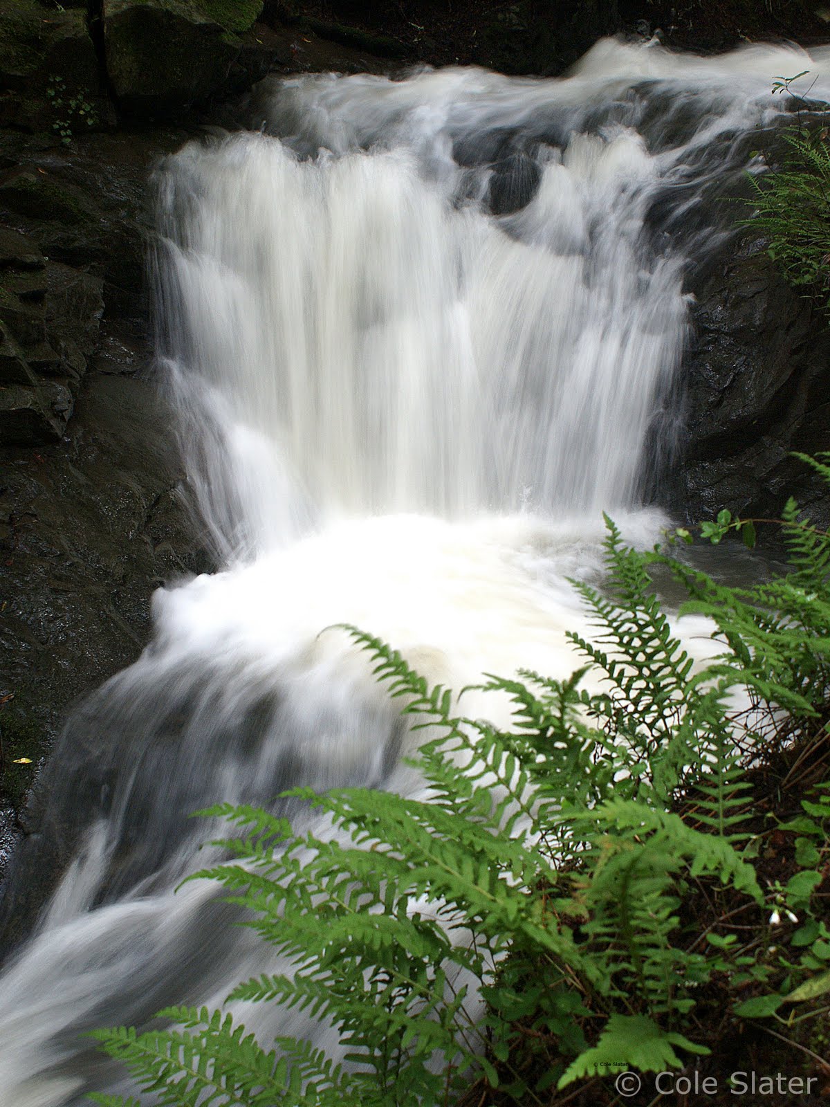 Cole's Trail Tales: Marin Waterfalls Hike - Cascade Falls in Mill ...