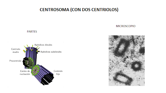ORGANELAS: centrosoma- estructura y función
