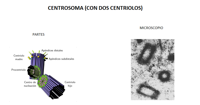 ORGANELAS: centrosoma- estructura y función