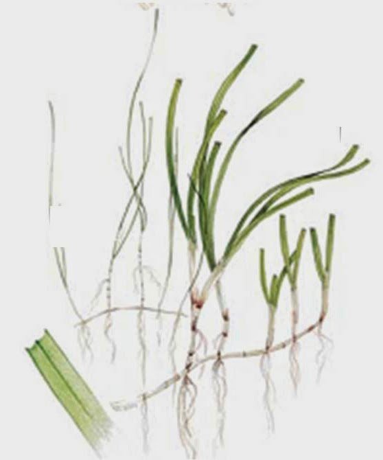 Pamacca: Jenis-Jenis Lamun di Pulau Barrang Lompo