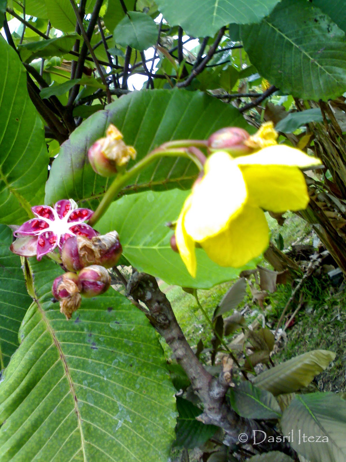 Negeri Laskar Pelangi: Tanaman Simpor Belitung