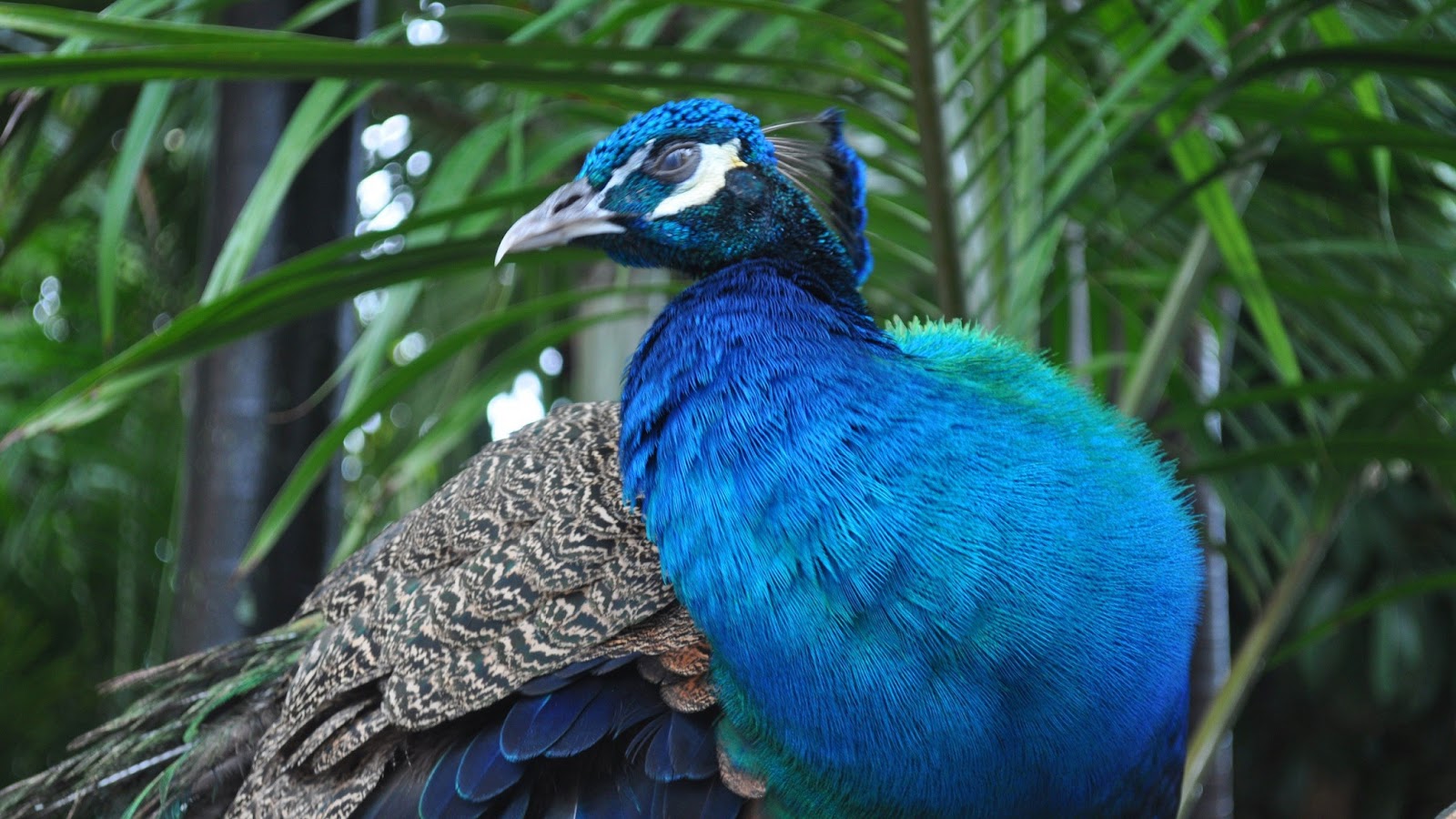 Pavo real wallpapers