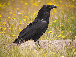 NATURANAFOTOS: Cuervo