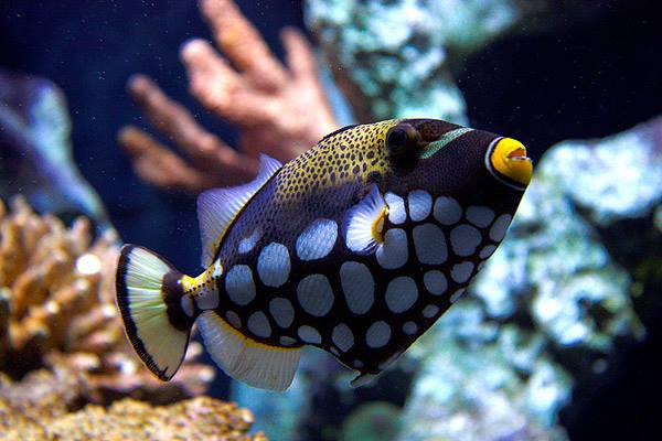 Clown Trigger Fish: - cuteanimalsworld