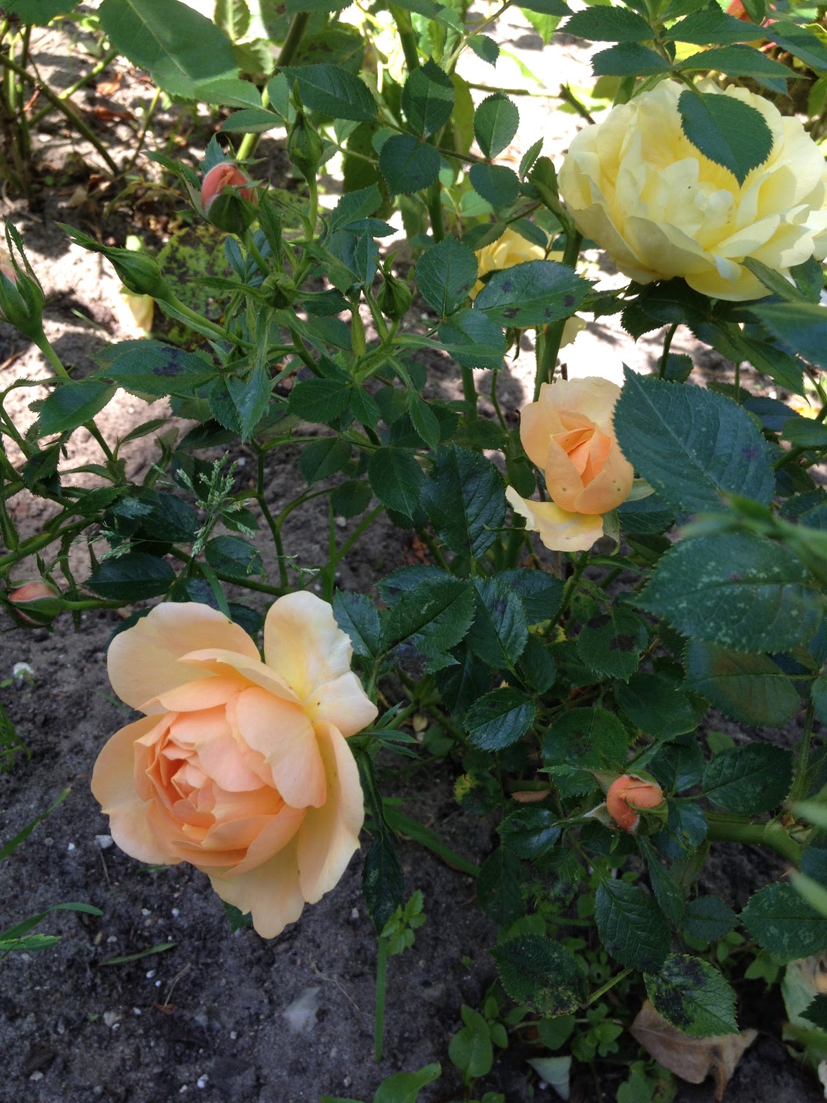 Haven - og dens roser!: Amber Cover