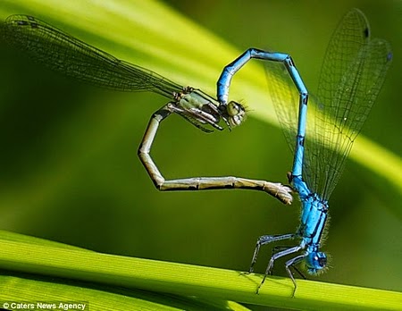 Klasifikasi Capung | Uchaal