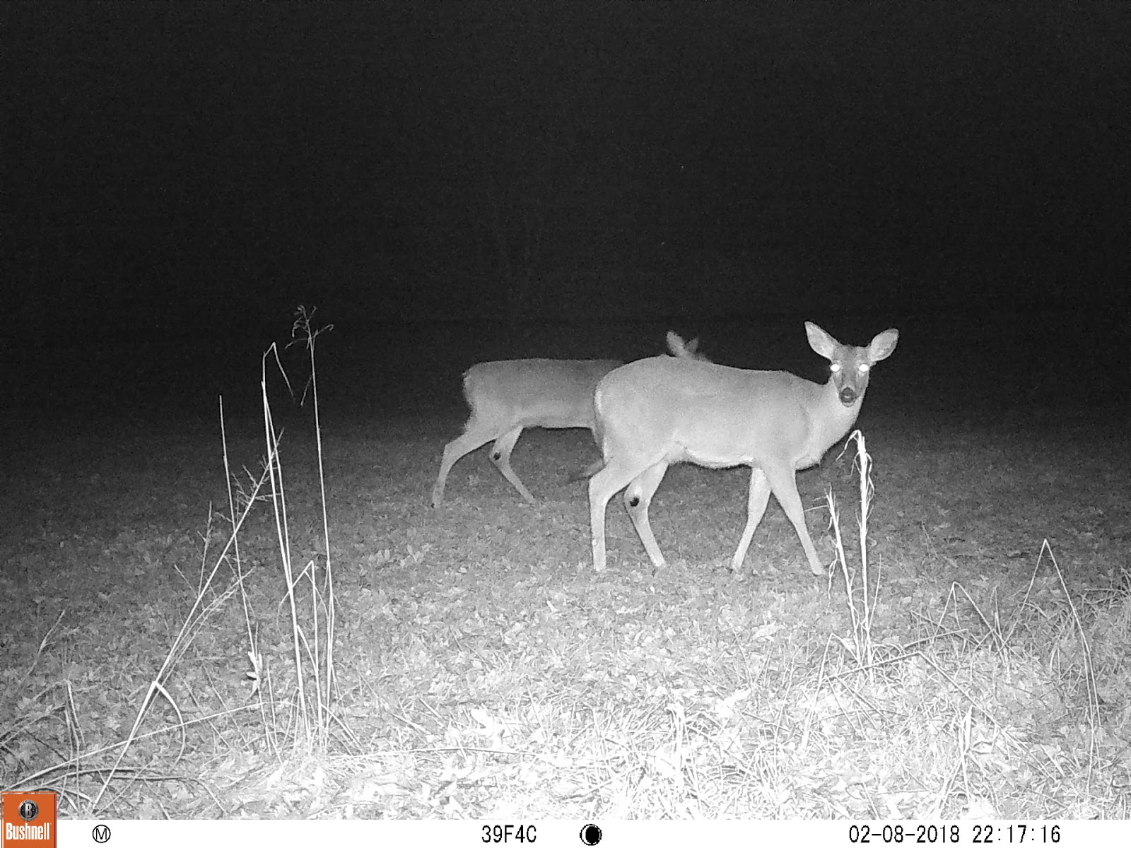 A Day in the Life of a Zookeeper: Camera Trap Pictures from this Week