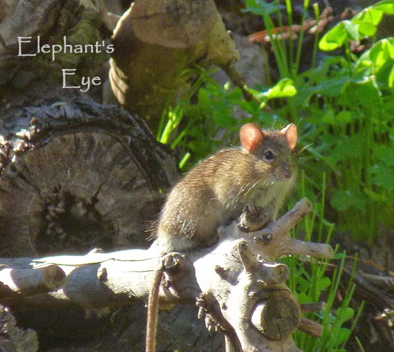 Elephant's Eye: Striped mice and snowy mountains