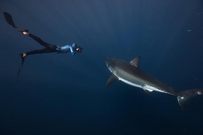 Excellentcoolpics: Friendly Shark