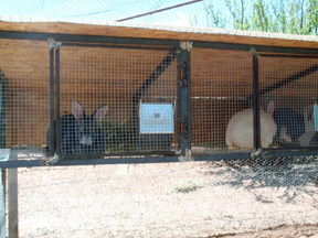 The Kitchen Chronicles: "Colony-Style" Rabbit Keeping