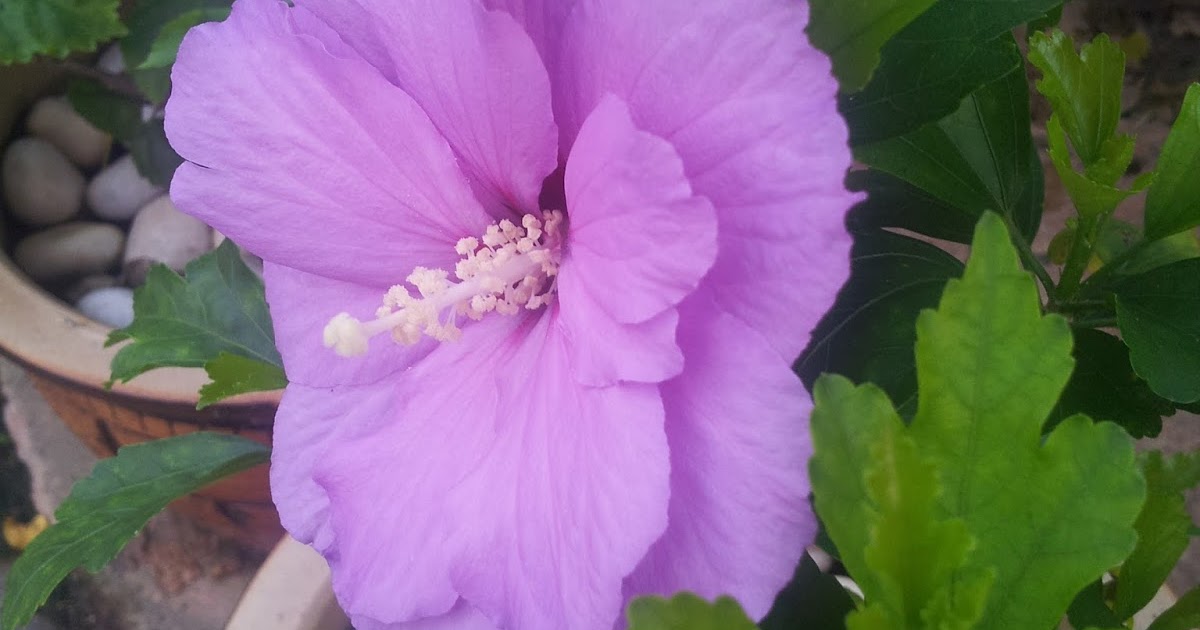 E-NA LOVELY KITCHEN ^_^: BUNGA RAYA PURPLE 2 LAPIS