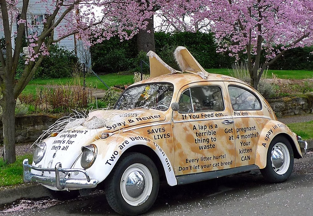 Caterville: Cat Cars