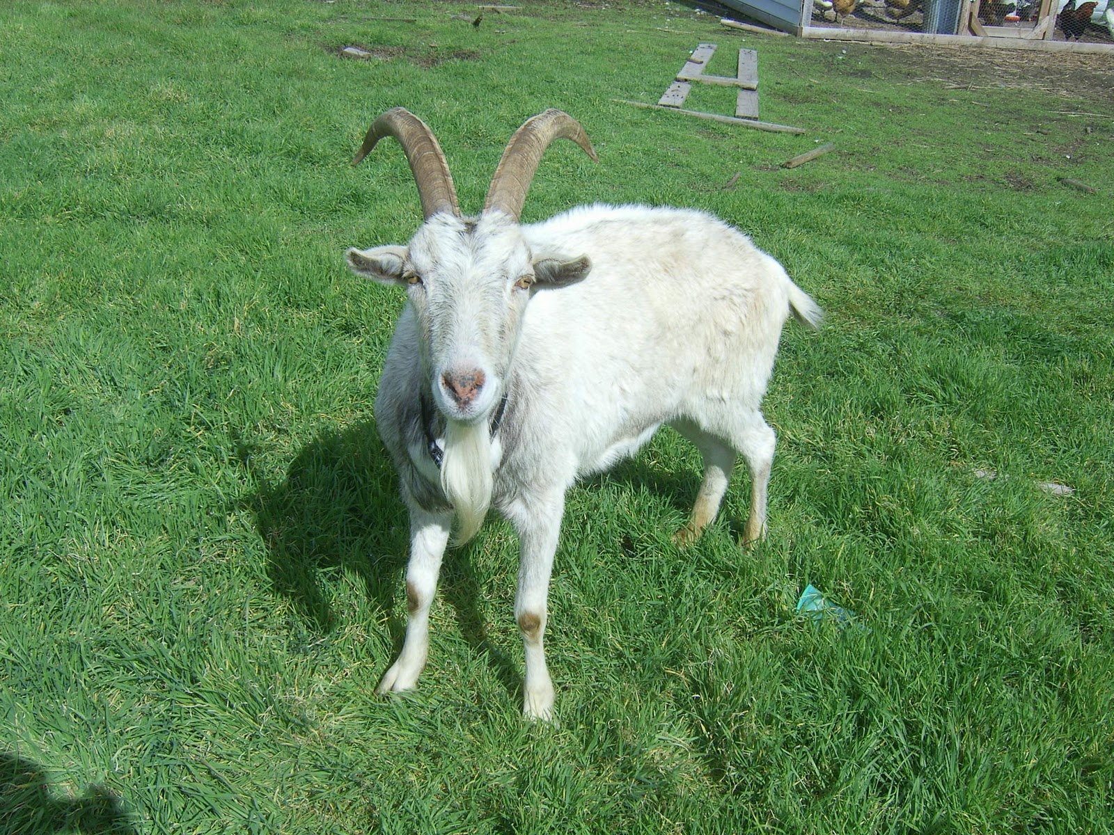Sierra Pack Goats Blog: Here are the current four goats which make up ...