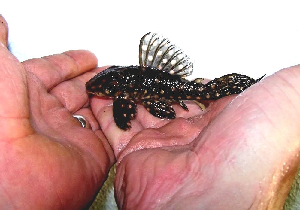 Spot (fish) - Spots Fish