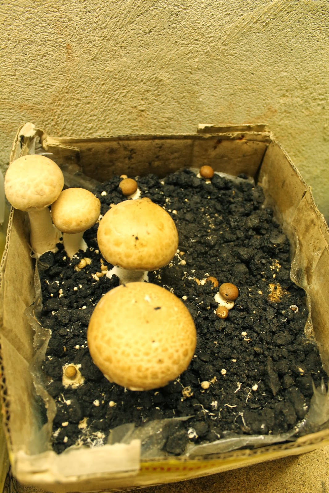 Boerderij Zinin: Champion Champignon