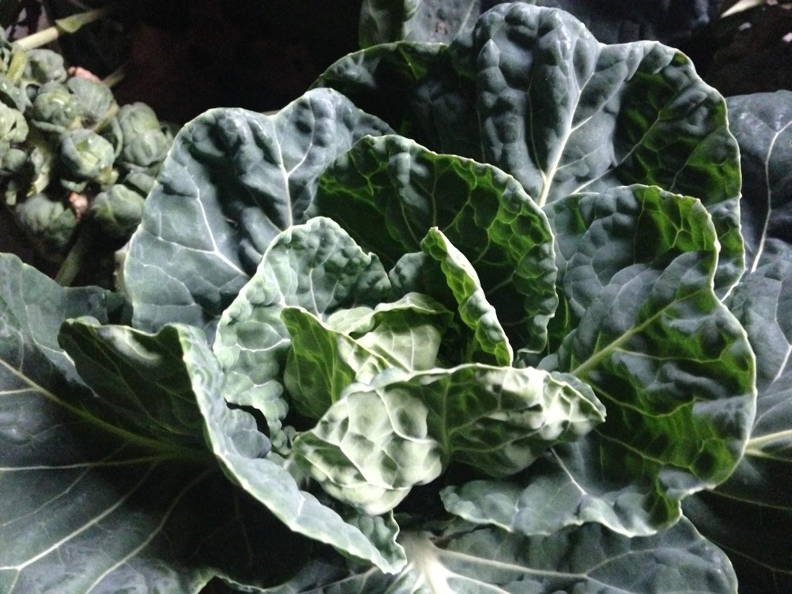 Stone Hill Bakery: Mini Brussel Sprouts and Greens
