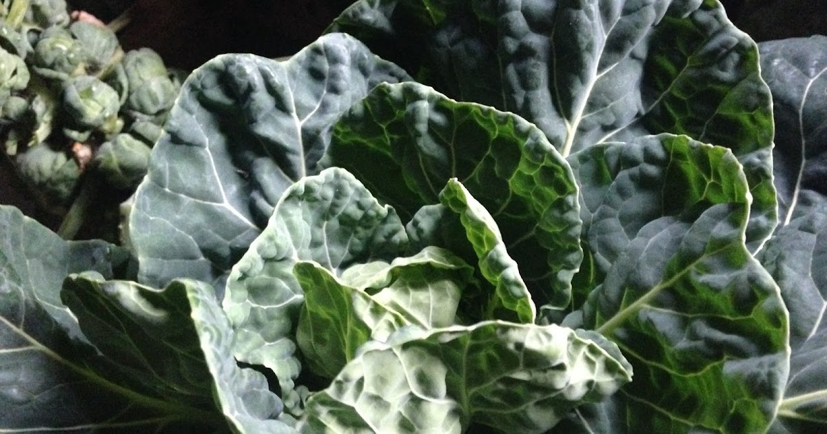 Stone Hill Bakery: Mini Brussel Sprouts and Greens