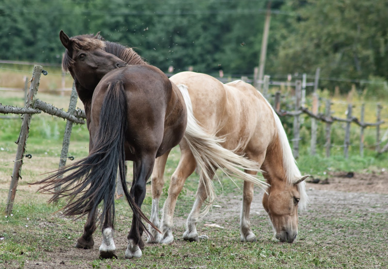 Eve Saar Photo: Vormsil/ in Vormsi (a small island in the West Estonia ...