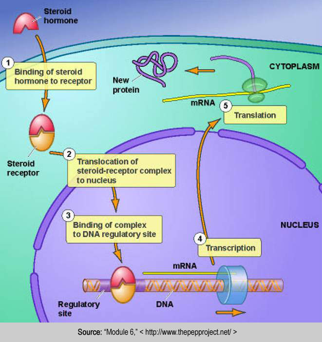 Biosintesis hormon steroid
