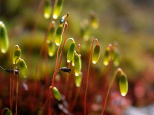 Biologia Vegetal: A vida das plantas: Divisão Bryophyta