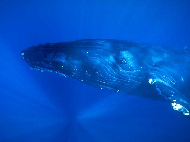 BALİNA RESİMLERİ-Manzaralar