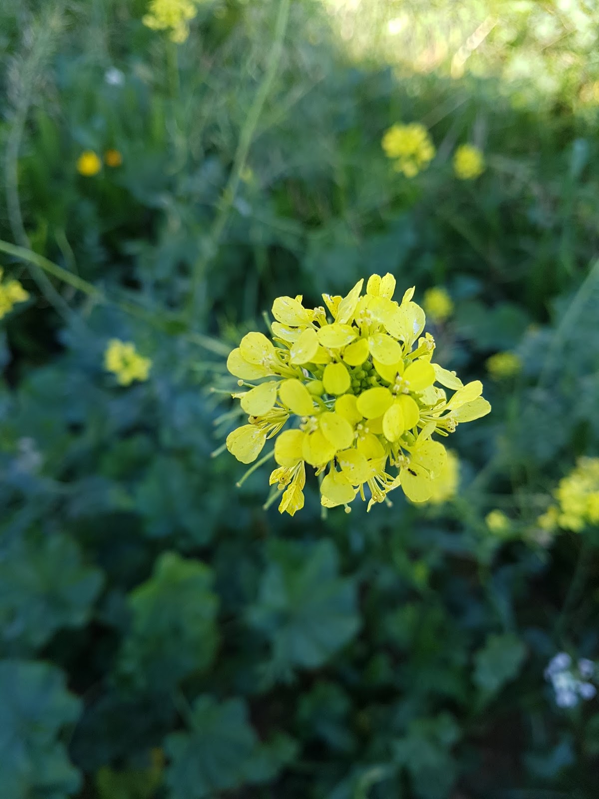 La luna de Ítaca: Jaramago