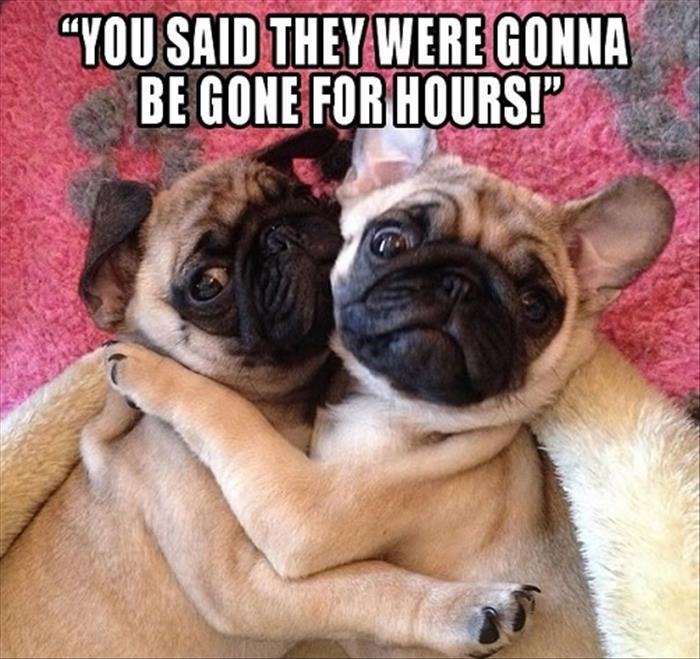 30 Funny animal captions - part 38 (30 pics) | Amazing Creatures
