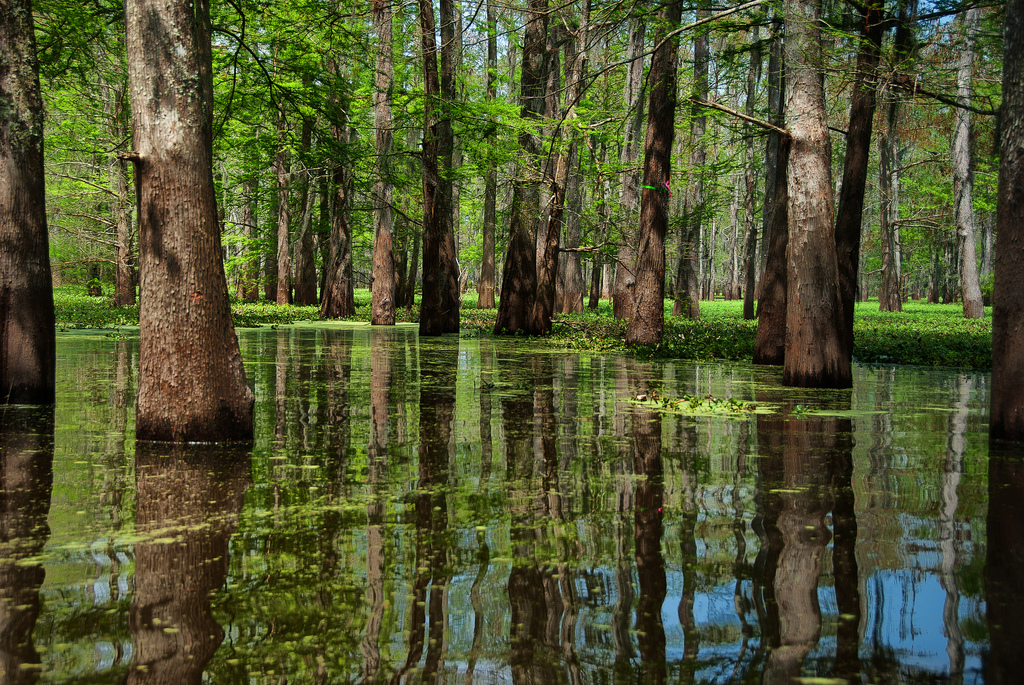 Alam Mengembang Jadi Guru: Rawa-Rawa Terindah di Dunia