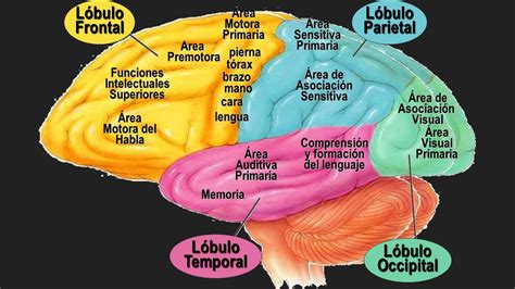 Lóbulos cerebrales; parietal, temporal y occipital.