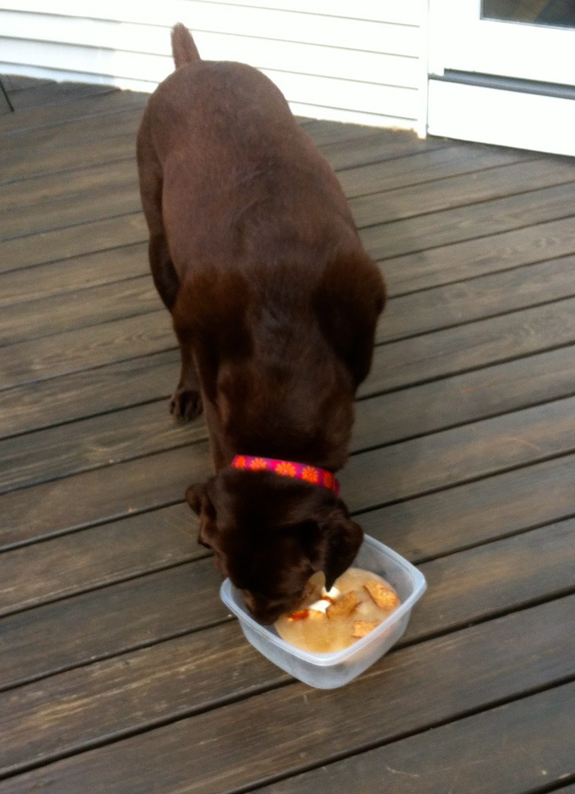 Fun With Barb: Fun For Friday - Chocolate Lab and Cake