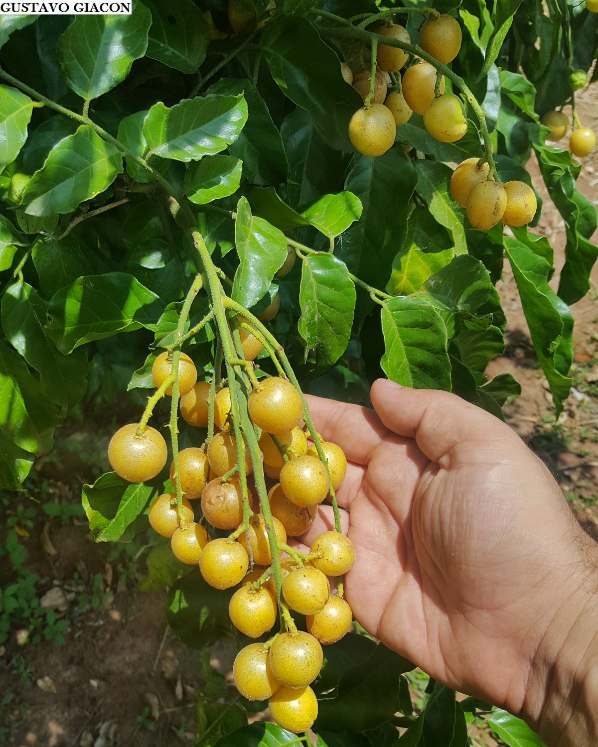 Viveiro Ciprest - Plantas Nativas e Exóticas: Clausena ou Wampi ...