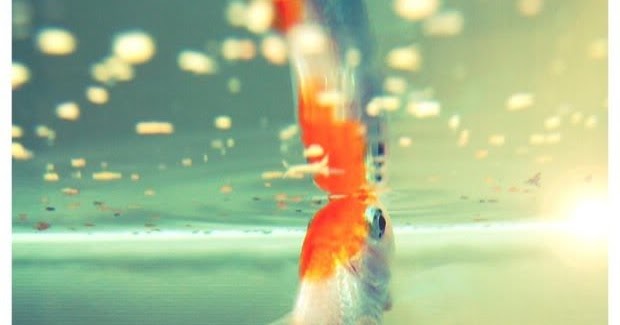 onesunnyafternoon: If you judge a fish by its ability to climb a tree