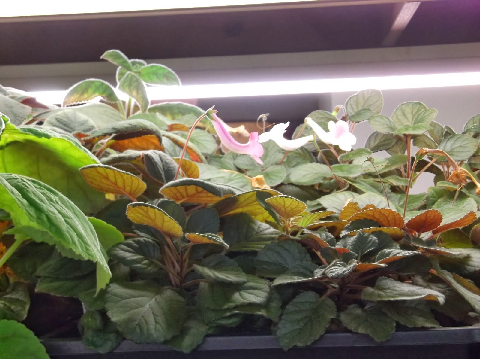 New York State of Mind: THE VIOLET BARN AFRICAN VIOLETS