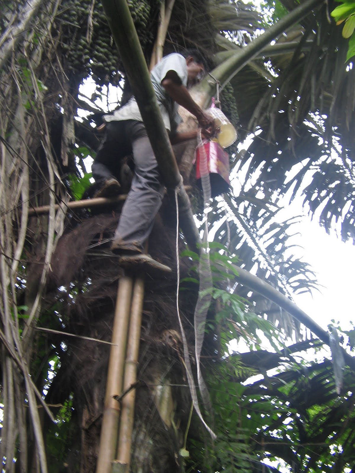 SUKASUKICERITAKU: GULA ANAU ORIGINAL Seremban Negeri Sembilan