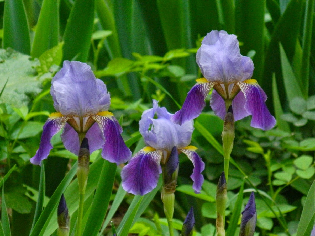 LA MULTI ANI, ROMANIA!: Stanjenei (irisi)