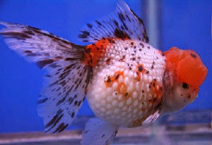 Fresh Water Fish Keeping: Gold Fish Ryukins