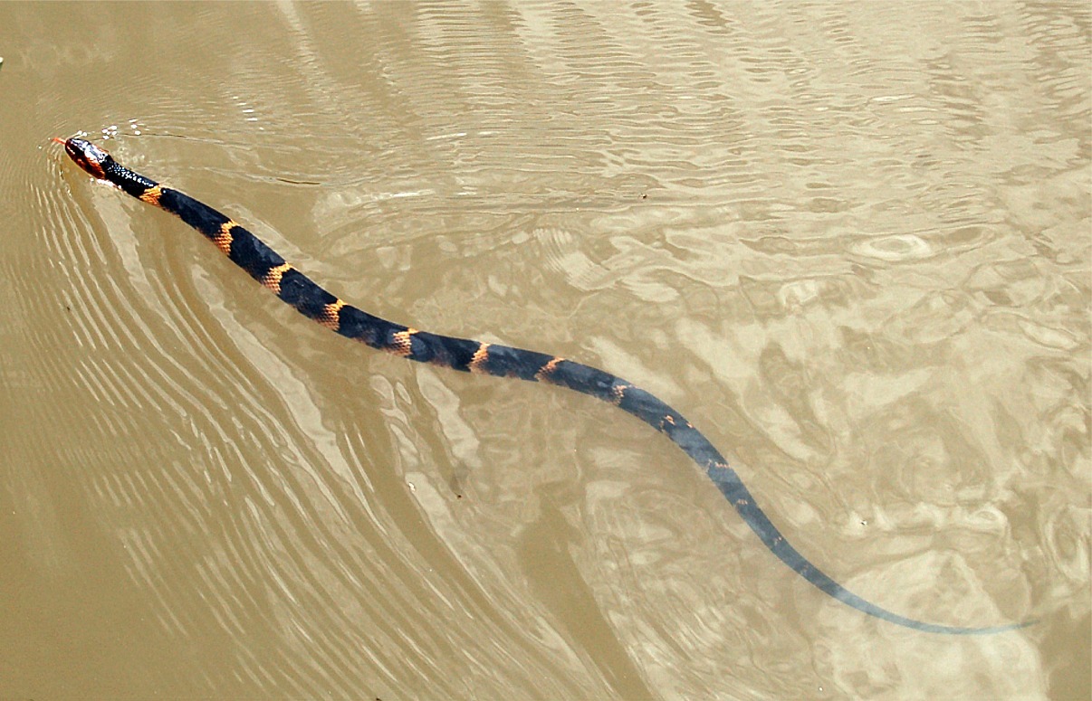 Animals World: water snake