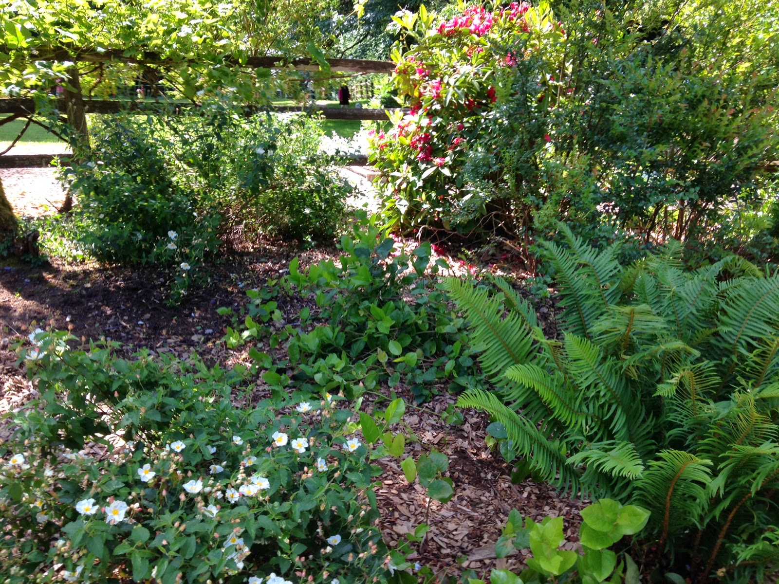 Shoreline Area News: Animal Acres is looking beautiful