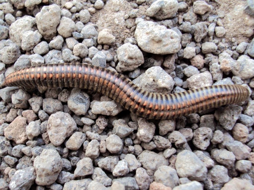 Taxonomía Arthropoda: Clase Diplopoda