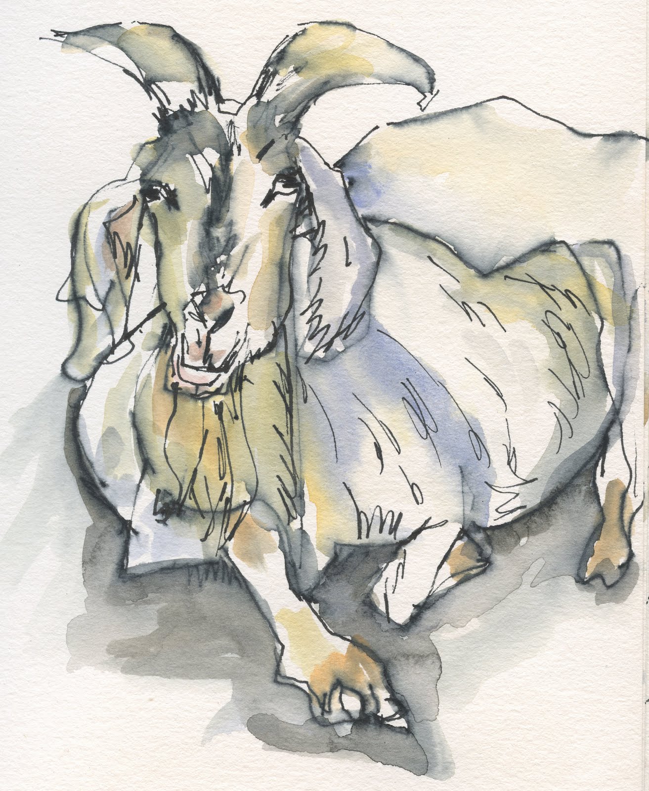 Whidbey Island Sketchers: Fun with Goats
